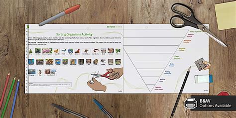 Sorting Organisms Activity Professor Feito Twinkl