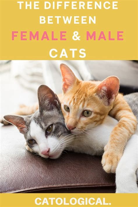 How To Know Cat Gender By Color At Bradley Martin Blog