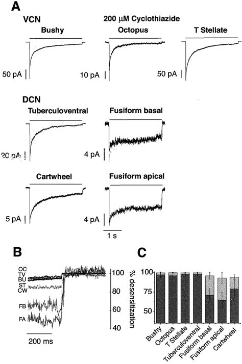 Correlation Of Ampa Receptor Subunit Composition With Synaptic Input In