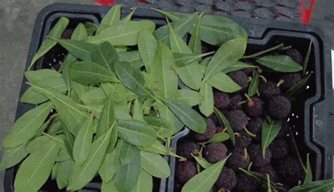 今年首批杨梅，上市了！