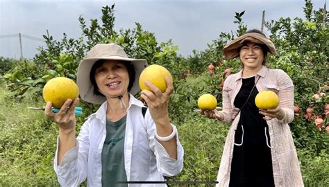 金秋十月柚飘香——澄迈推广有机种植的葡萄柚迎来首次丰收澎湃号·政务澎湃新闻 The Paper