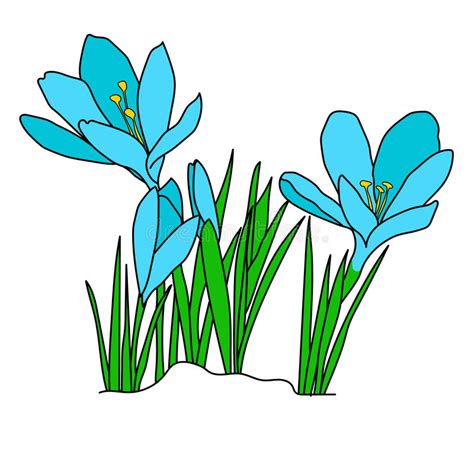 蓝色番红花花 库存例证 插画 包括有 春天 工厂 空白 背包 蓝色 照片 番红花 本质 77245935