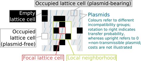 Figure Supplement 3 Spatial Representation Of Model Entities The