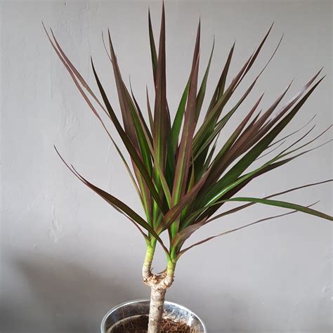 Pruning Dracaena Marginata