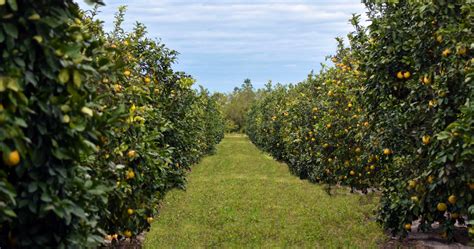 Our Groves Img Citrus