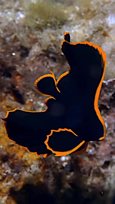 Fish Species List