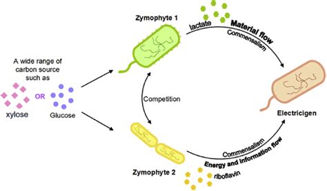 A Synthetic 3 Species Microbial Consortium For High Performance Download Scientific Diagram