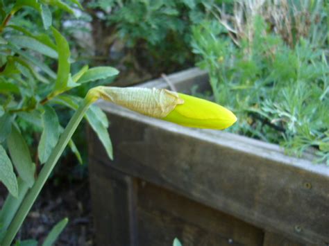 sacramento vegetable gardening the samad method