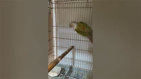 آگهیشماره۱۸۴۴جفت گرین چیک مولد تضمینی جوجه خای رد خیلی خوشگل میدن