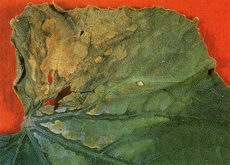 Bacterial Wilt Vegetable Resources Vegetable Resources