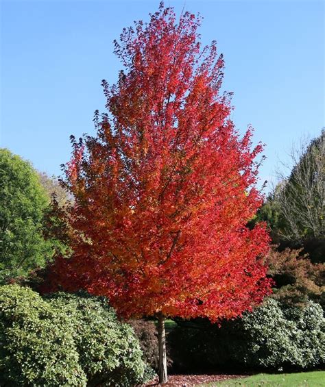 Redpointe® Red Maple Bower And Branch