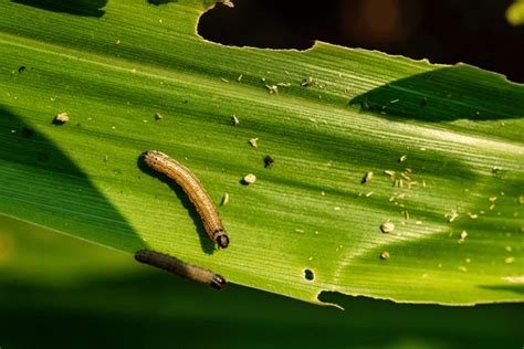 3 483 Corn With Worm Royalty Free Photos And Stock Images Shutterstock