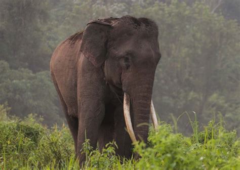 Save Habitat For Elephants Rainforest Trust