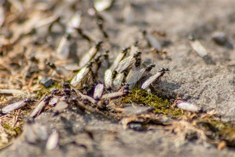 Ant Wedding Flight With Flying Ants Like New Ant Queens And Male Ant