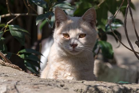 力尽きて持ち越し 一日一猫