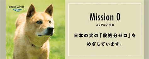 【殺処分ゼロを目指す】支援者を巻込み、活動を広げる保護犬猫事業広報担当 Driveキャリア