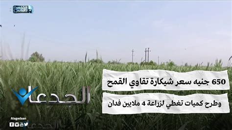 ٦٥٠ جنيه سعر شيكارة تقاوي القمح وطرح كميات تغطي لزراعة ٤ ملايين فدان