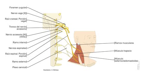 Pares Craneales Diagramas Anatomía Normal E Anatomy 53 Off