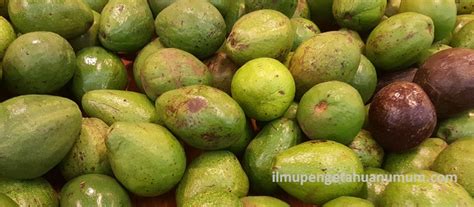 Kandungan Gizi Buah Alpukat Dan Manfaat Buah Alpukat Bagi Kesehatan Ilmu Pengetahuan Umum