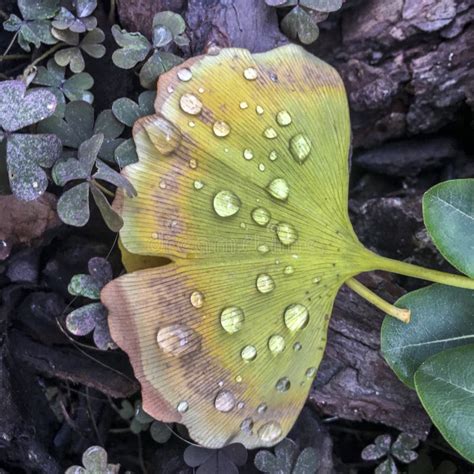 Gingko Biloba Leaf Moistened By Dew In Autumn Stock Image Image Of Moistened Green 146801345