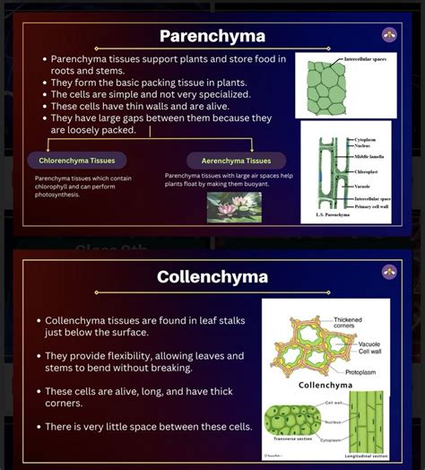Tissues Notes Topics To Be Covered 1 Tissue 2 Plant Tissue 3 Permanent Tissue 4