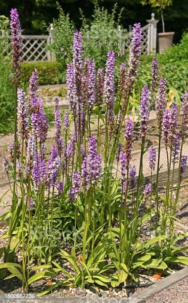 Dactylorhiza Fuchsii 일반적인 발견 난초 난초 가족 난초과의 꽃 피는 식물의 종 개화에 대한 스톡 사진 및 기타