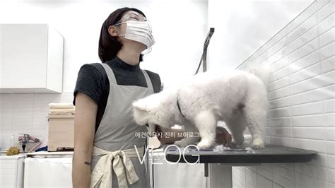 Vlog 기분이 태도가 되지 않기 애견미용사 일상 브이로그 Youtube