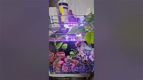 붕어랑 합사 Youtube