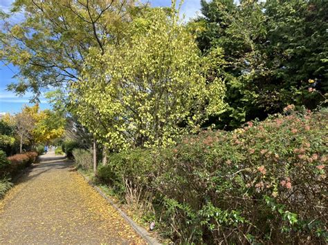 宗教建築が好きなアライさん On Twitter おはようございますのだ。