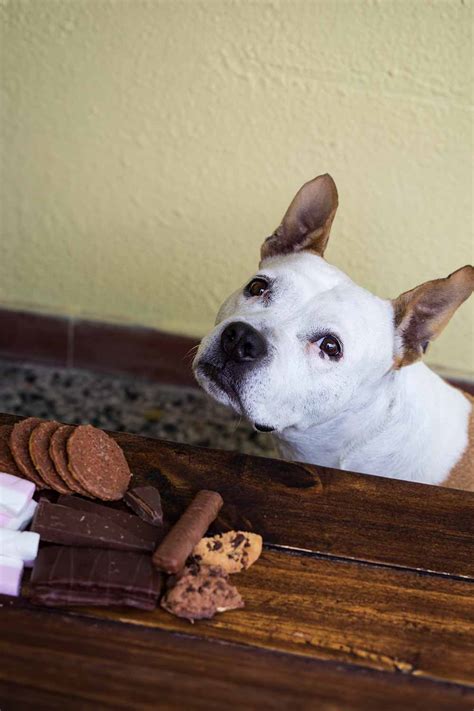 Default 12 Foods That You Should Never Feed You Dog And Why Mental Scoop