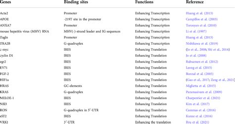 The Transcription And Translation Of Genes Enhanced By Hnrnp A1