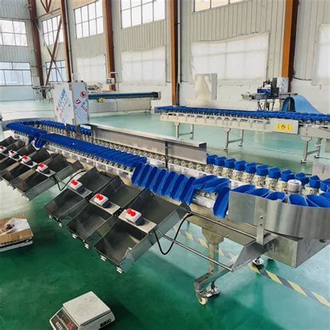 Sea Cucumber Multi Level Sorting Machine Weighing And Grading Machine