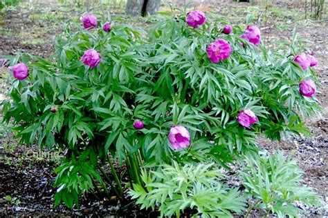 Paeonia