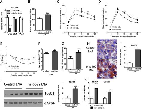 Down Regulation Of Microrna 592 In Obesity Contributes To Hyperglycemia