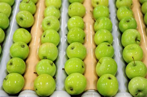 Apples Sorting And Packing Stock Image Image Of Farm 91068297