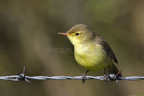 A Melodious Warbler Stands And Poses On A Wire Stock Image Image Of