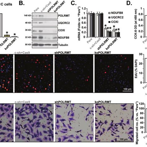Polrmt Silencing Or Ko Inhibits Skin Scc Cell Proliferation And