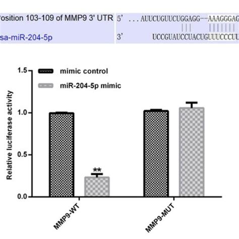 The Low Expression Of MiR 204 5p In Atherosclerotic Tissues And