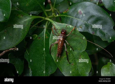 Auckland tree wētā or tokoriro Hemideina thoracica these tree weta are large insects endemic