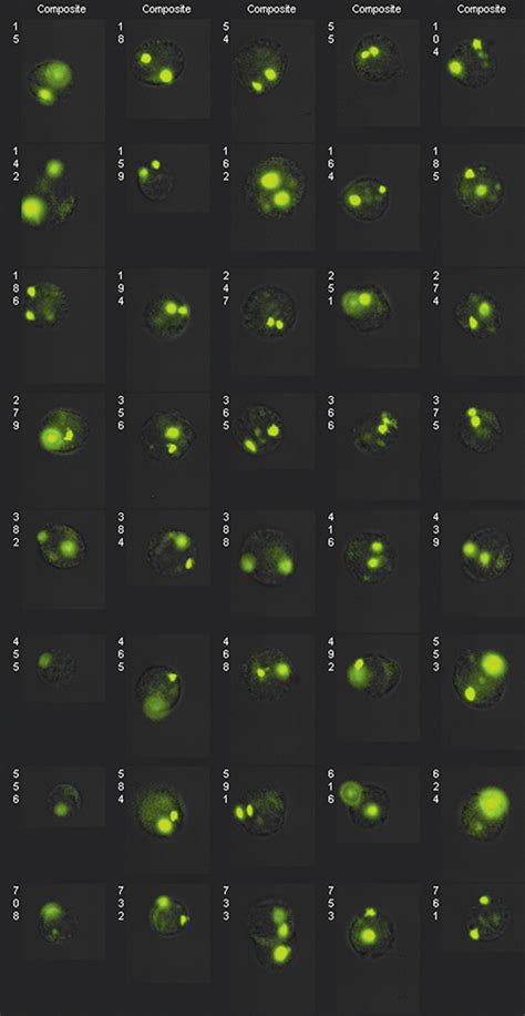 Multispectral Imaging Broadens Cellular Analysis Nasa Spinoff