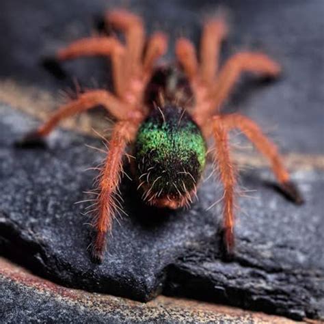 Emerald Skeleton Tarantula Ephebopus Uatuman For Sale My Home Nature