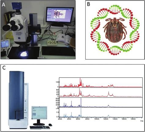 Standard And Innovative Methods For Arthropod Identification A Download Scientific Diagram