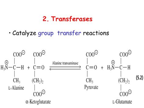 Classification Of Enzymes Units Of Enzyme Activity Ppt Download