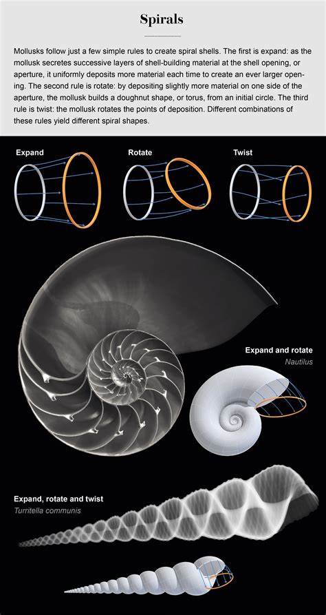 How Seashells Take Shape Scientific American