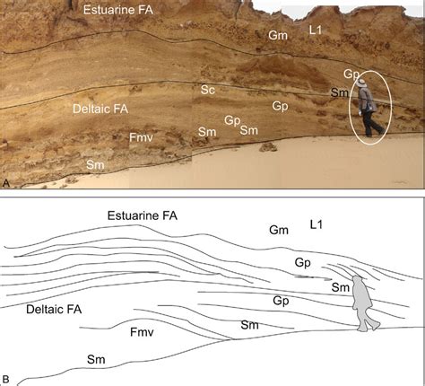 A Field Photo And B Sketch Of The Deltaic And Estuarine Facies Download Scientific Diagram