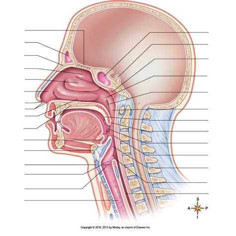 Lab Respiratory Tract Diagram Diagram Quizlet