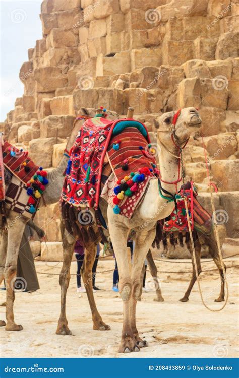 Bactrian Camel With Colorful Saddle Near Great Pyramids Of Giza In Cairo Egypt Stock Image