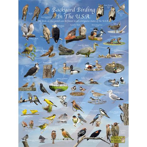 Backyard Birds Of Florida Bird Identification Chart Year Round And Seasonal Visitors