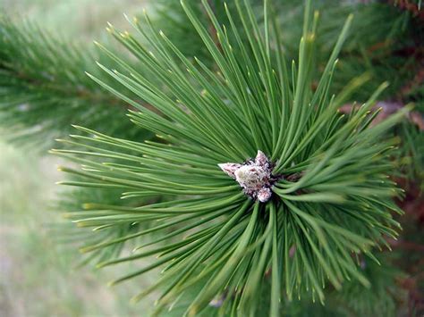 Austrian Pine Black Pine Tree Diseases Growth Rate Facts