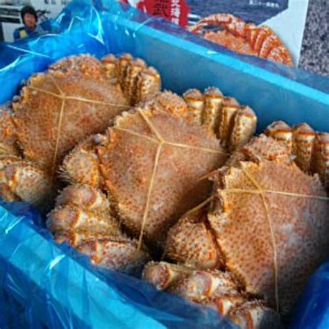 毛ガニ 通販・お取り寄せ 北海道雄武町産！浜ゆで毛がに（大）3尾入【カニの浜海道オンラインショップ】